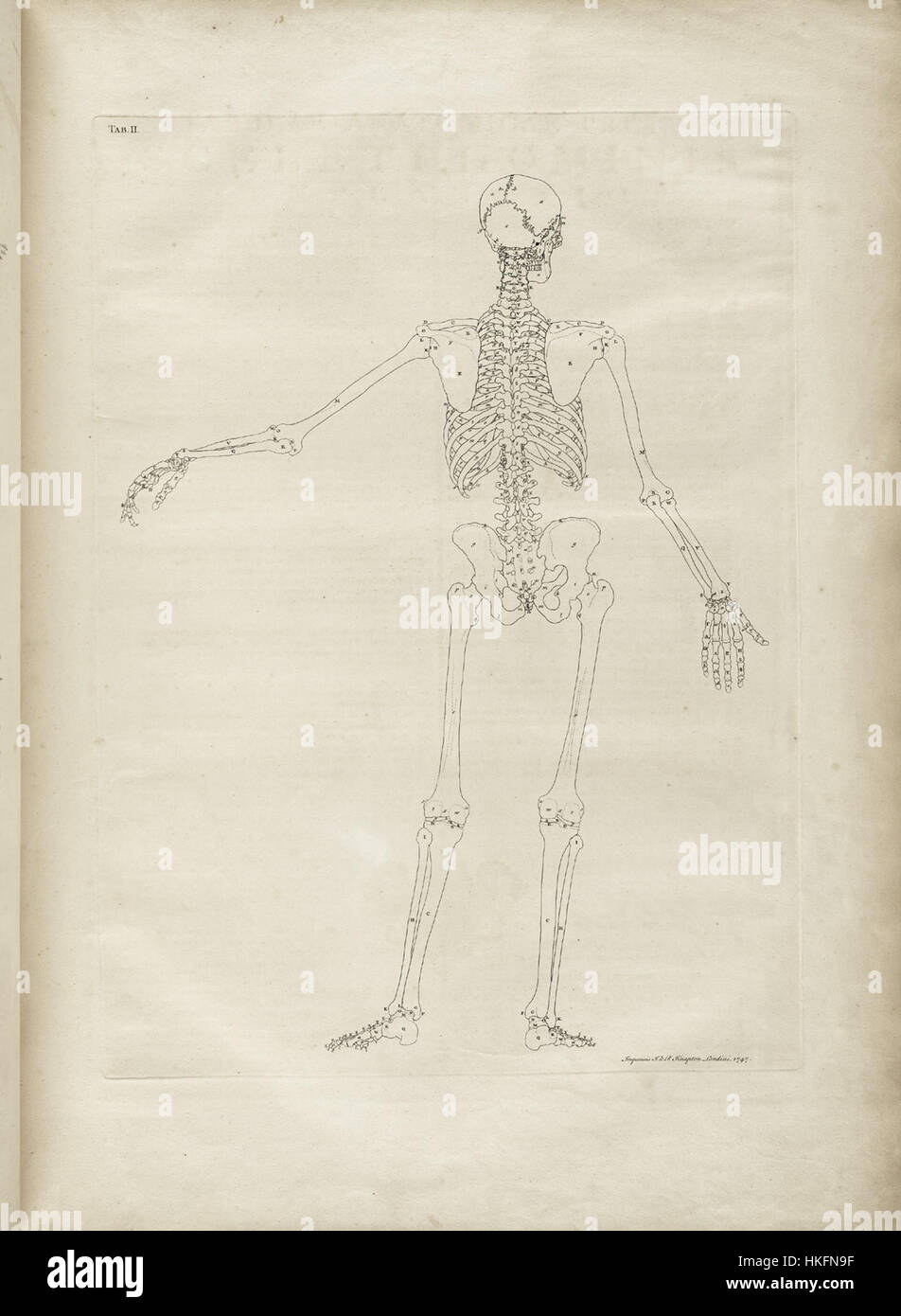 Albinus' anatomical drawings, like the 't02outline', are celebrated for ...