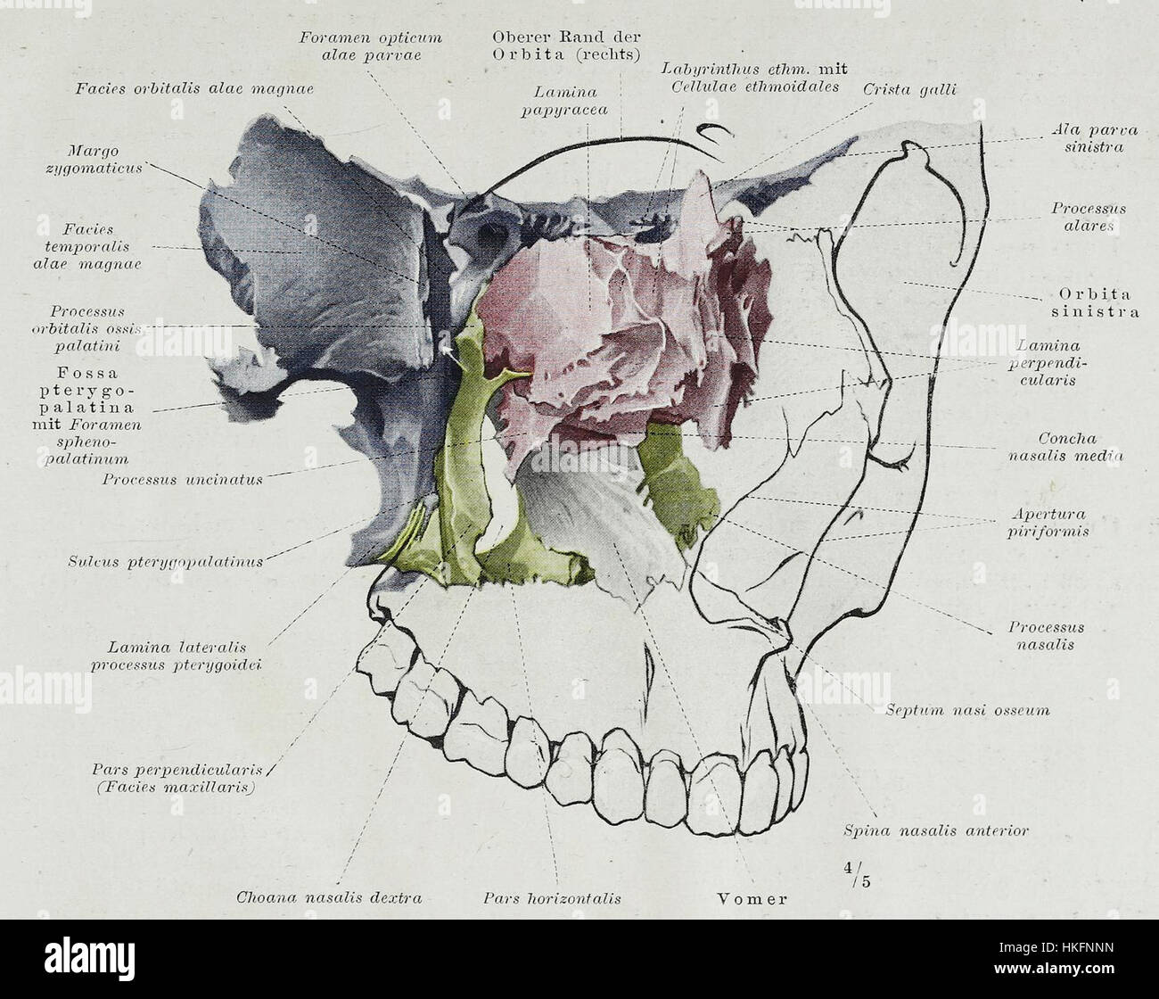 This painting, created in 1921 by the artist Braus, features ...
