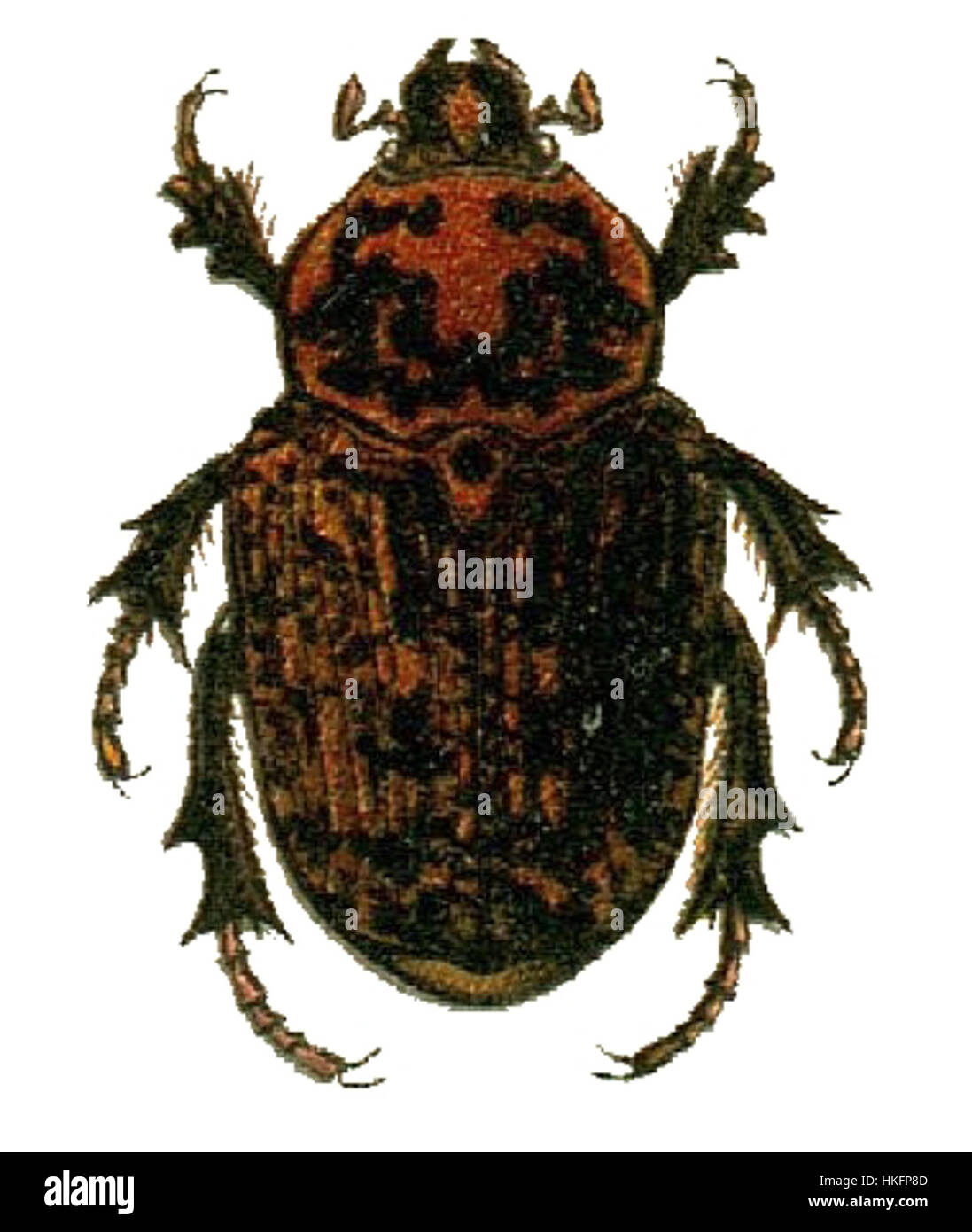 Anthracophora hi-res stock photography and images - Alamy