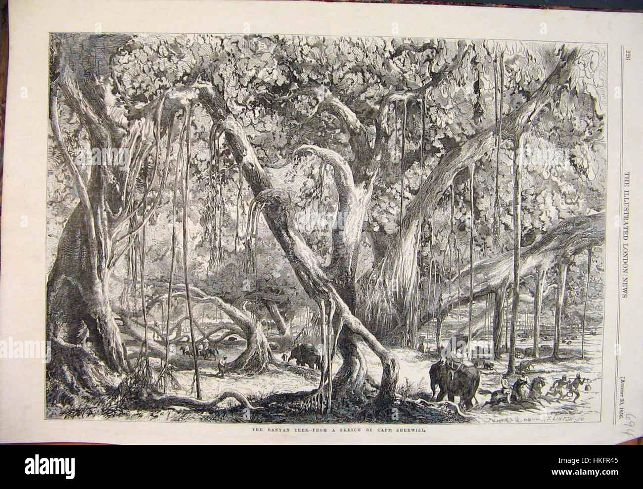 This artwork titled 'Banyantree 1' features a banyan tree, often ...