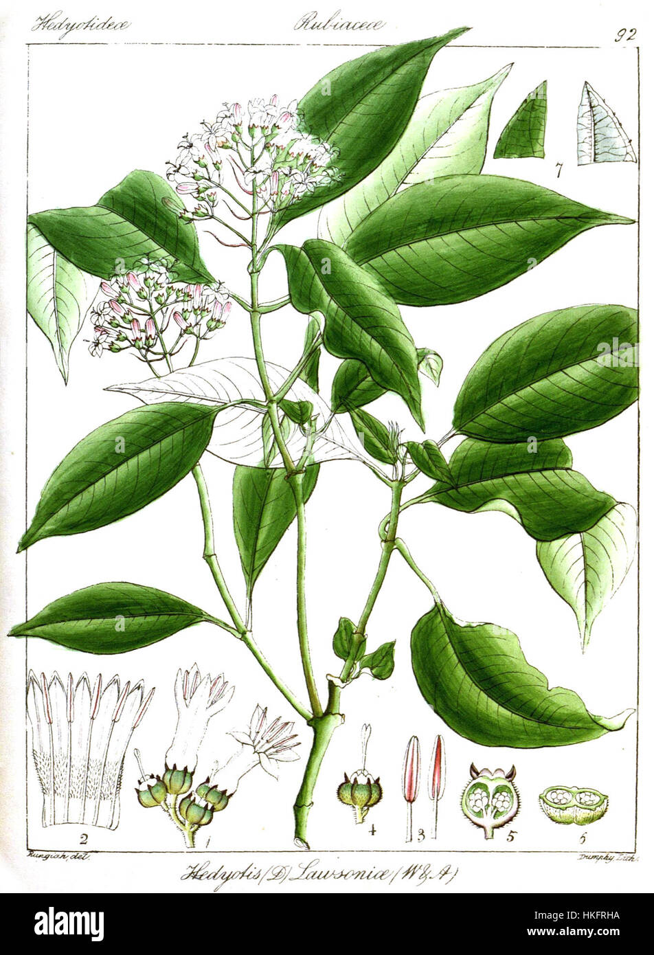 Hedyotis lawsoniae Rungiah Stock Photo - Alamy