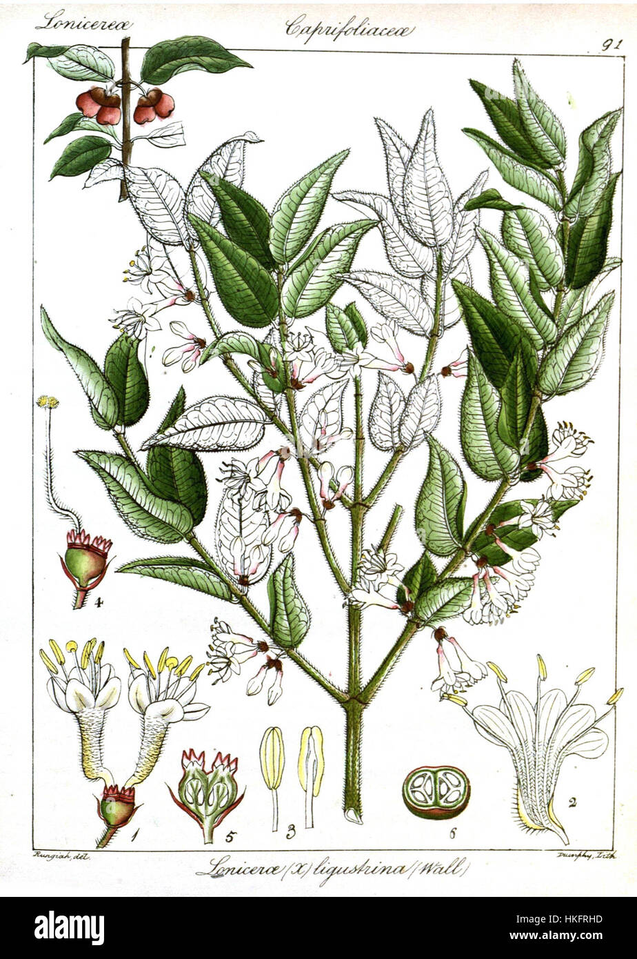 Lonicerae hi-res stock photography and images - Alamy