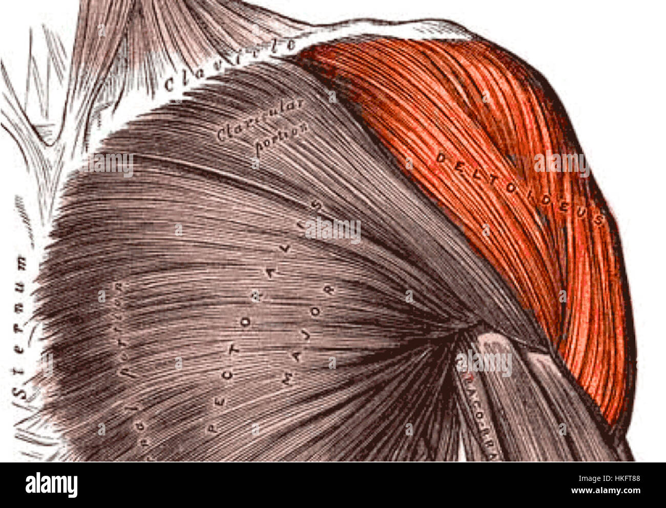 'Deltoideus anterior' is an anatomical illustration focusing on the ...