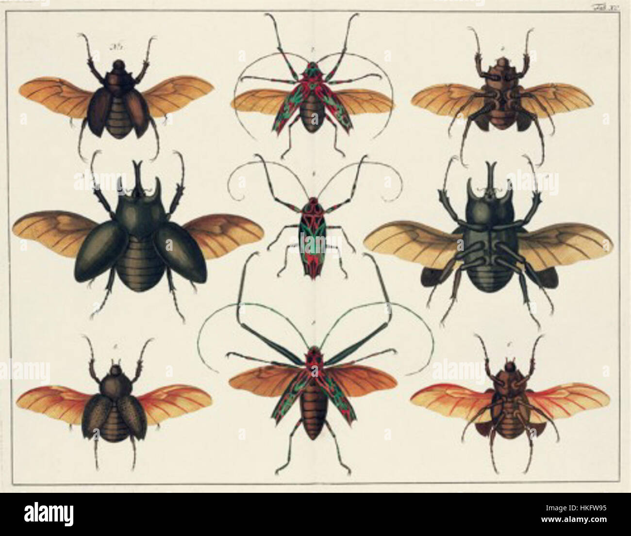 Insekten design hi-res stock photography and images - Alamy