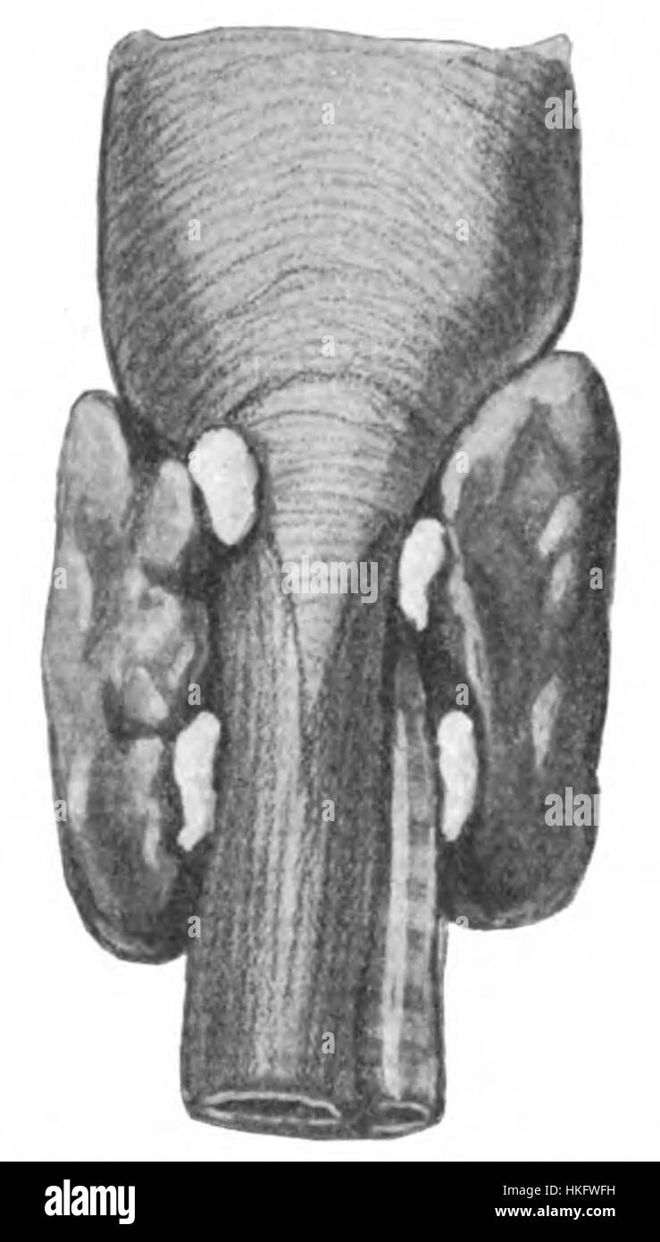 This early 20th-century painting by Huber, created in 1905, showcases a ...