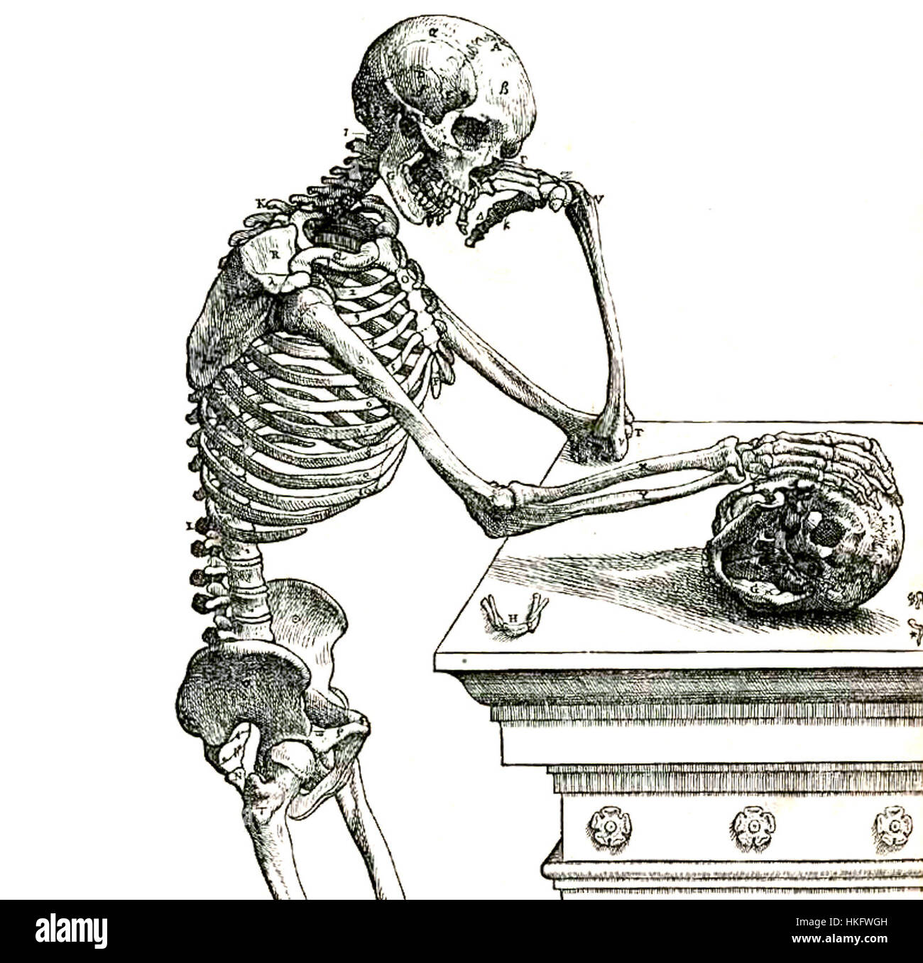 A detailed illustration from Andreas Vesalius’ influential work on ...