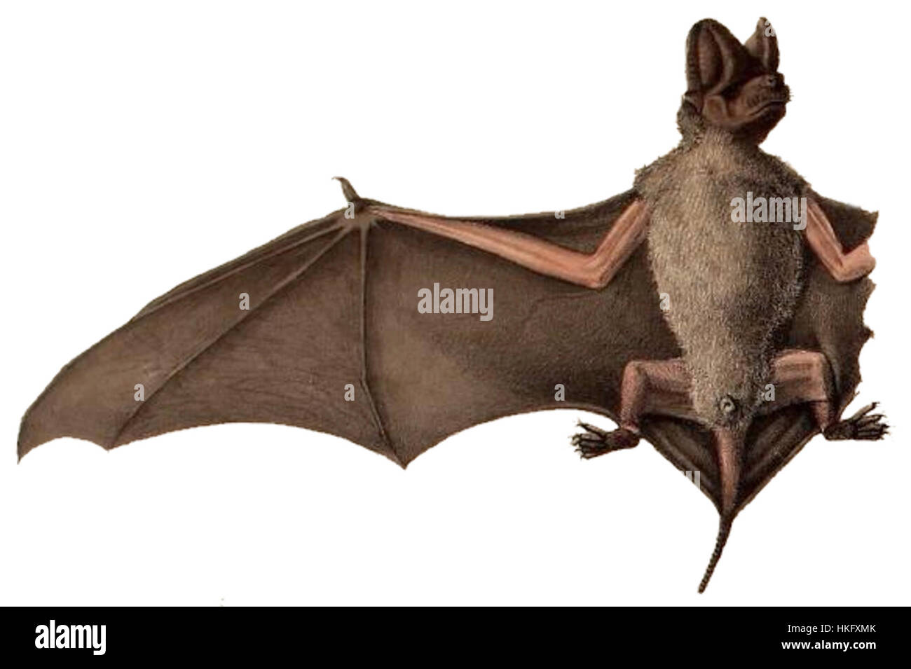 Tadarida pumila hi-res stock photography and images - Alamy