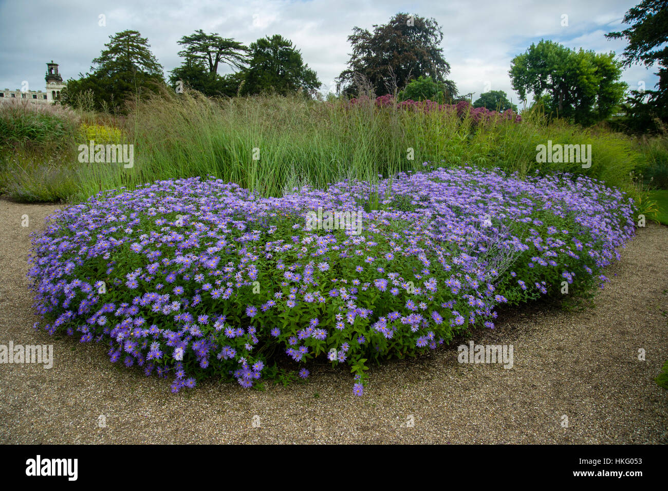 Aster novi-belgii 'Ada Ballard' Trentham Gardens Stock Photo - Alamy