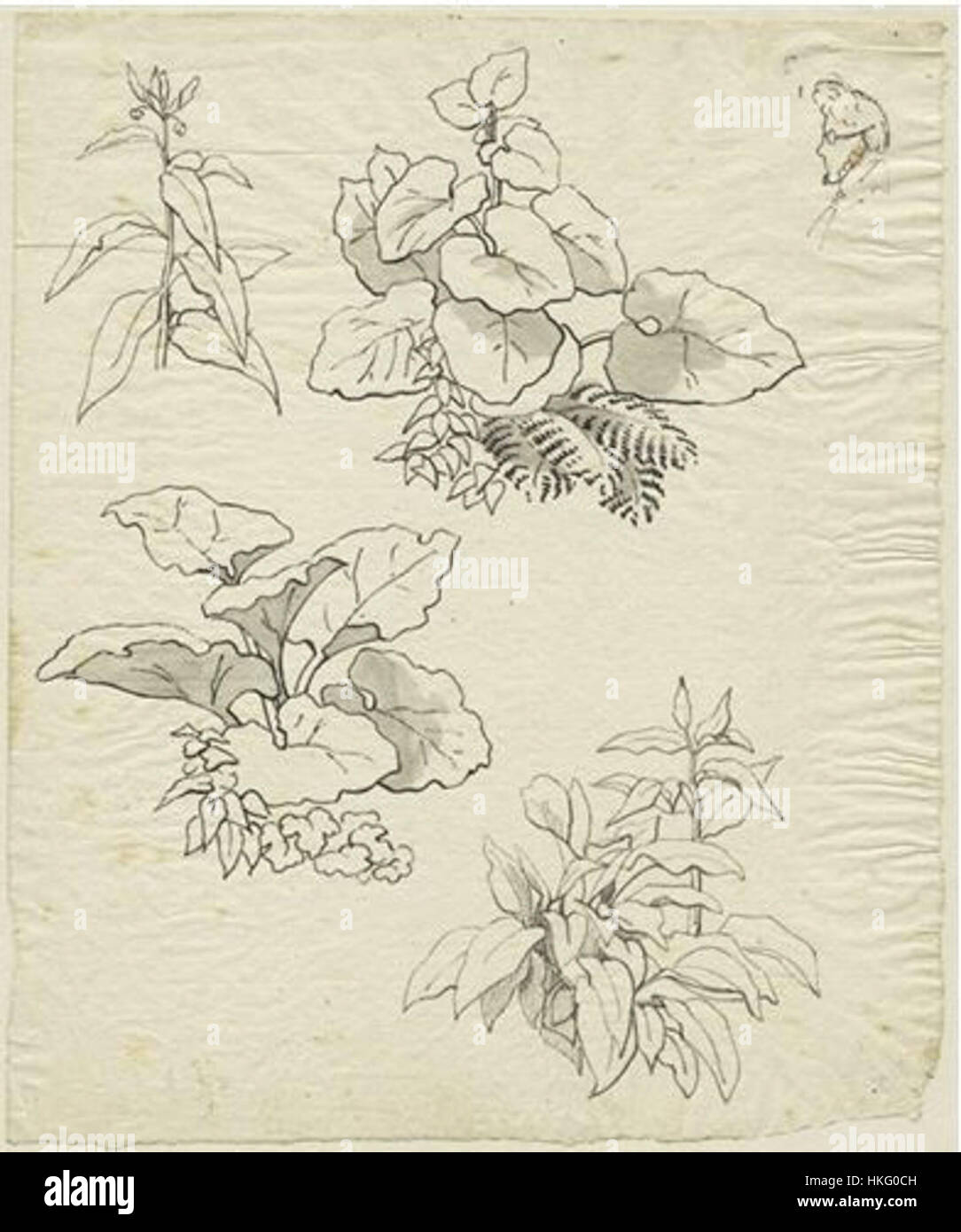 This artwork, known as 'Blattstudien', consists of a series of leaf ...