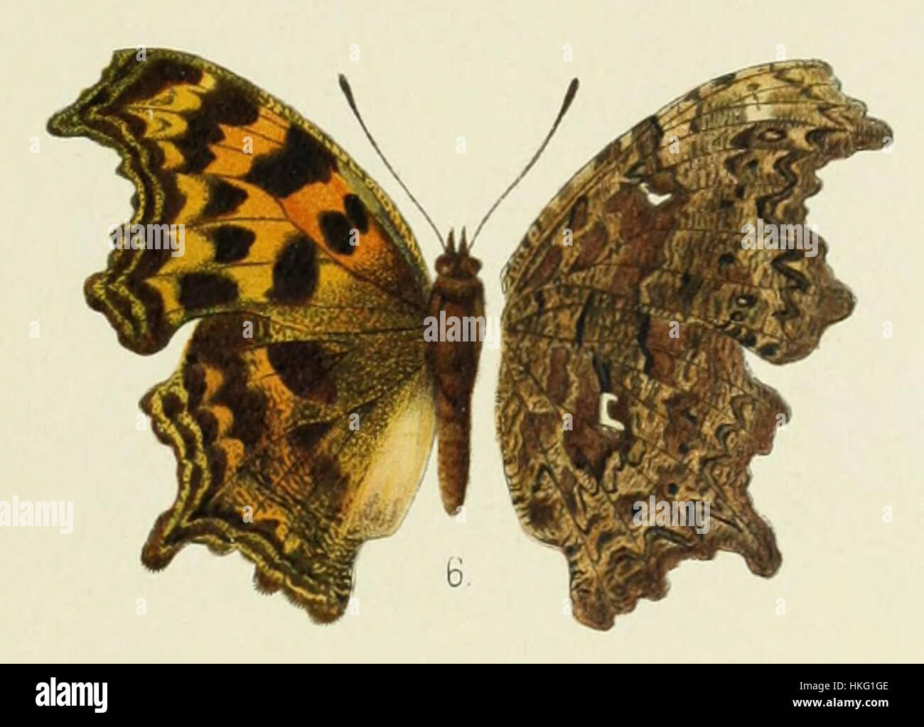 Polygonia gigantea hi-res stock photography and images - Alamy