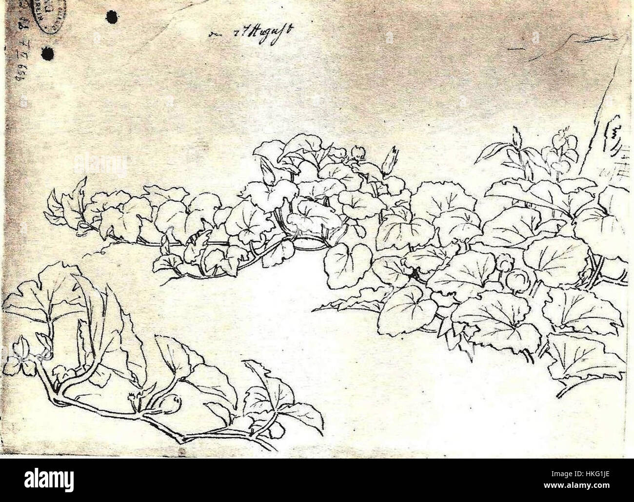 'Pflanzen und Weinlaubstudien' is a collection of botanical studies ...