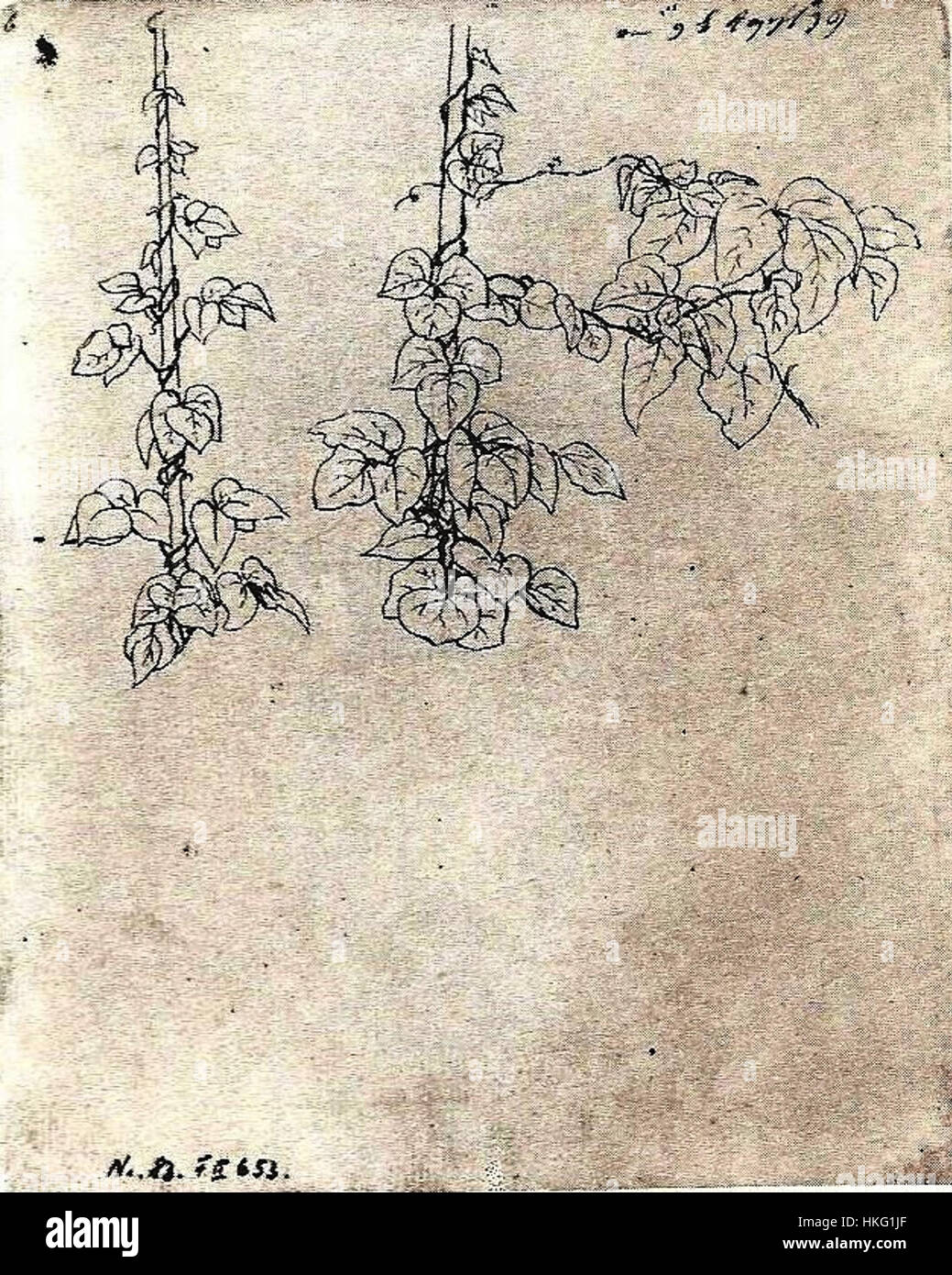 A botanical artwork titled 'Zwei Pflanzenstudien' (Two Plant Studies ...