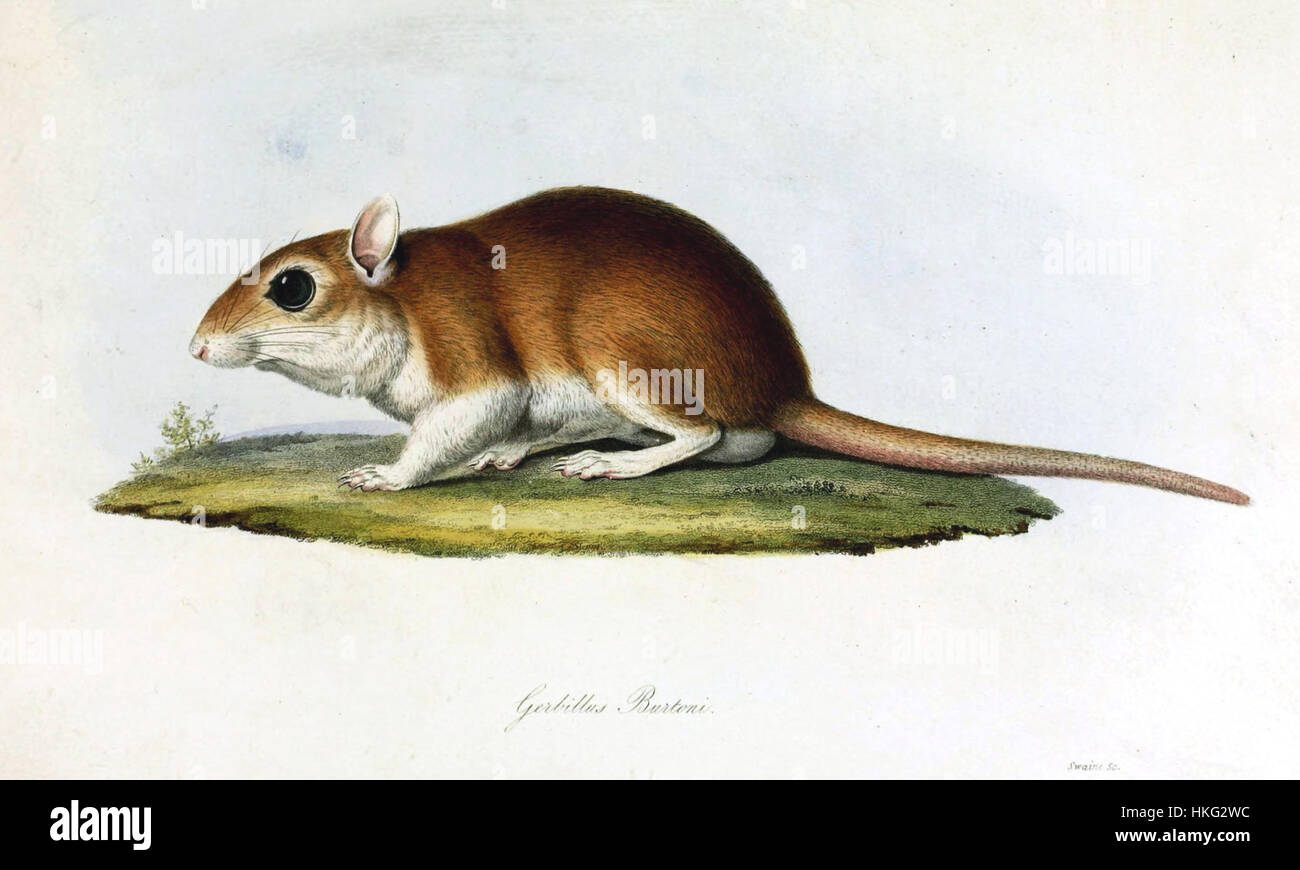 Gerbillus hi-res stock photography and images - Alamy