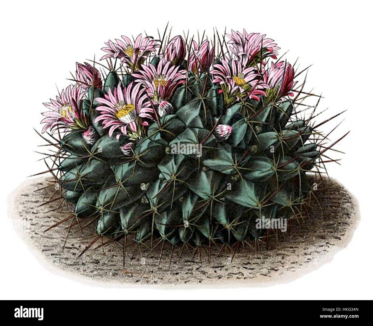 Mammillaria meiacantha, commonly known as the Texas Nipple Cactus, is a ...