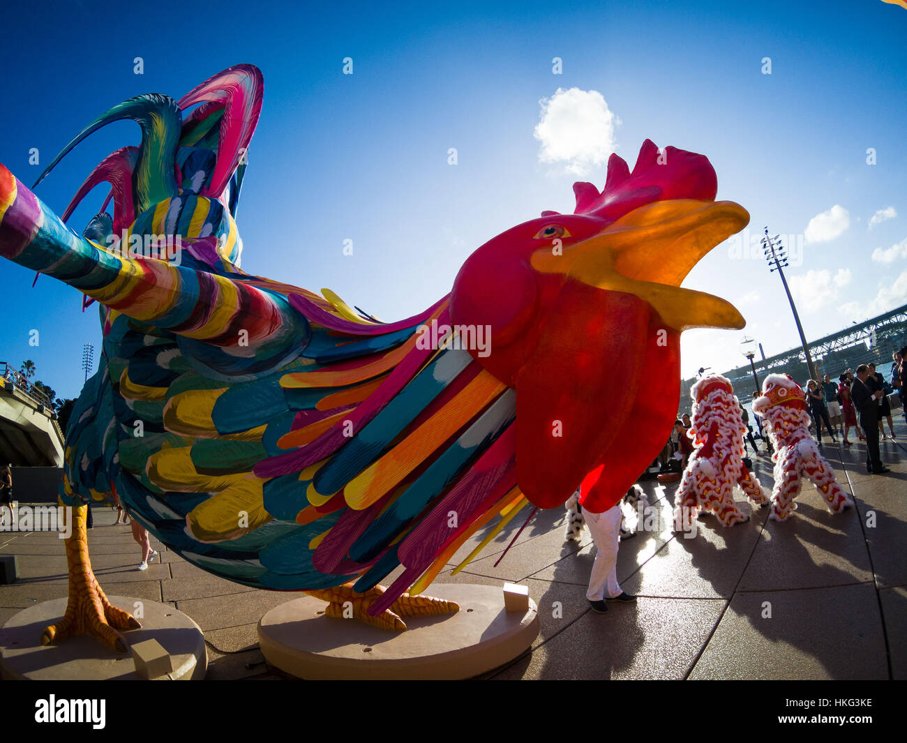 Pictured is one of the two eight-metre-high Rooster lanterns pictured ...