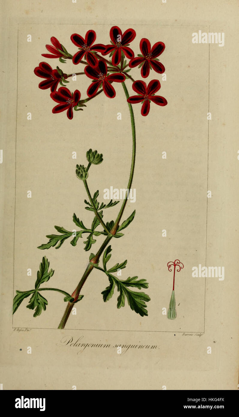 Pelargonium sanguineum, commonly known as the bloody geranium, is a ...