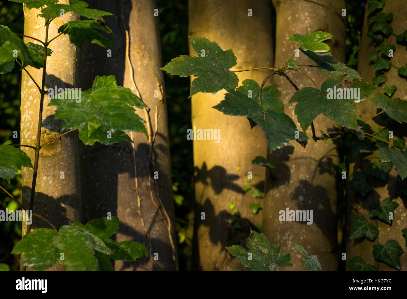 green leaves hanging on tree with sunset light at the back lighting the ...