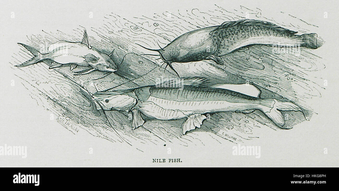 This 1843 artwork by Allan John H depicts fish native to the Nile River ...
