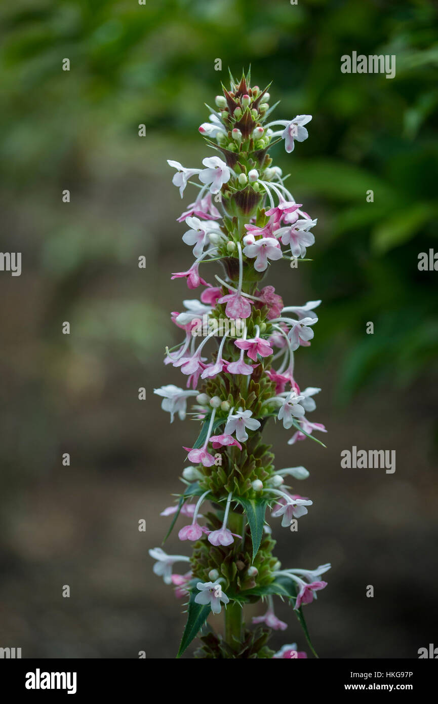 Morina longifolia hi-res stock photography and images - Alamy