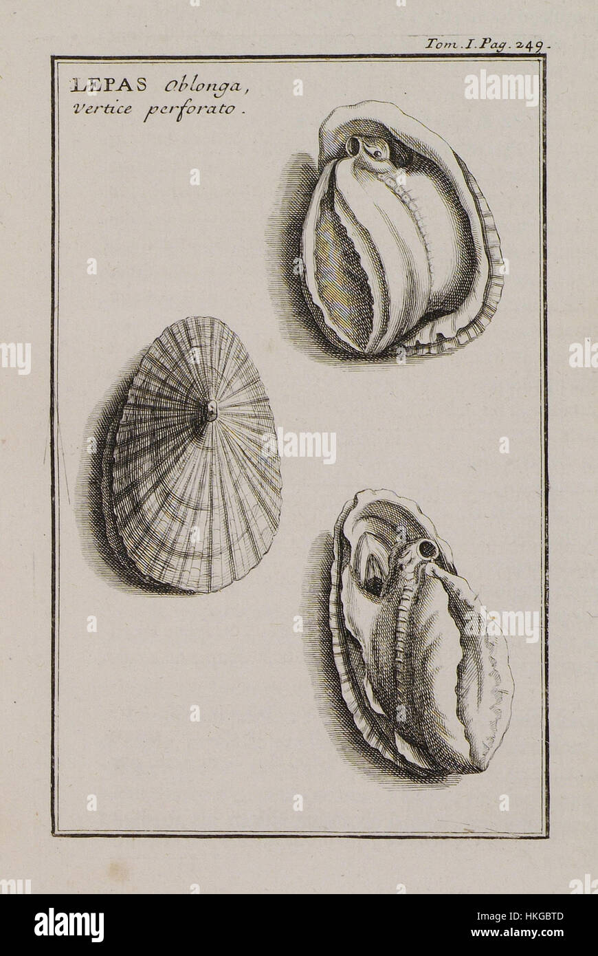 A scientific illustration from 1717 by Joseph Pitton de Tournefort ...