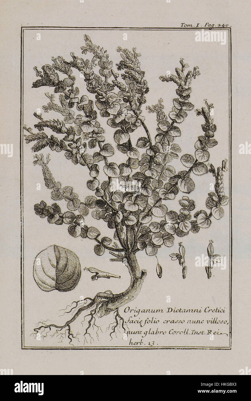 A botanical illustration by Joseph Pitton de Tournefort from 1717 ...