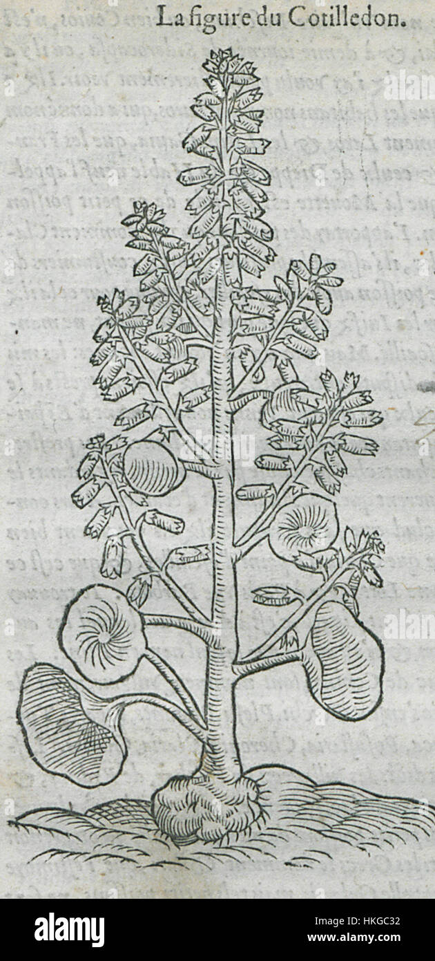 This 1554 artwork, 'La figure du Cotilledon' by Pierre Belon, is a ...