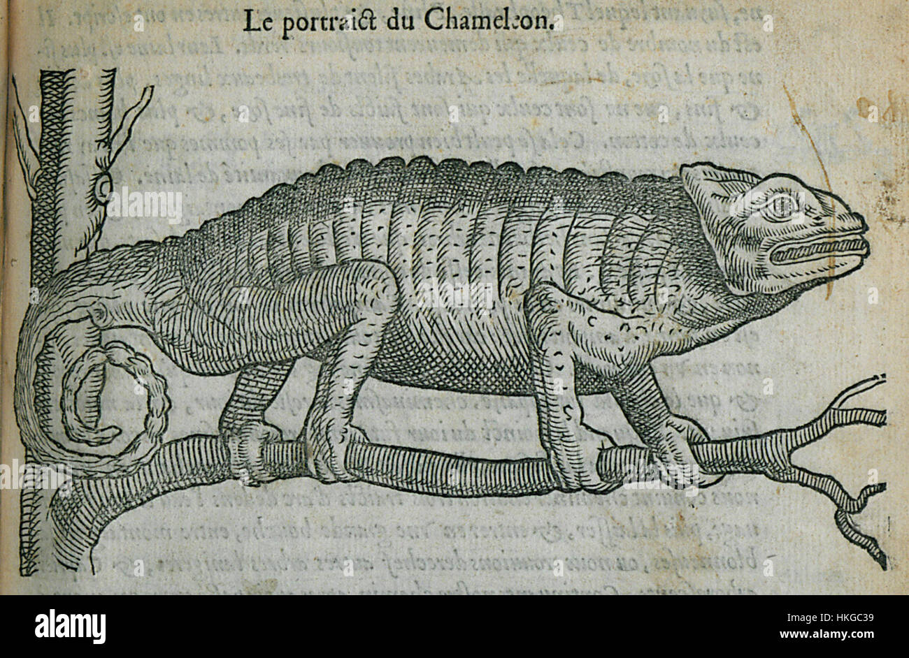 'Le portrait du Chameleon' by Pierre Belon is a 16th-century ...