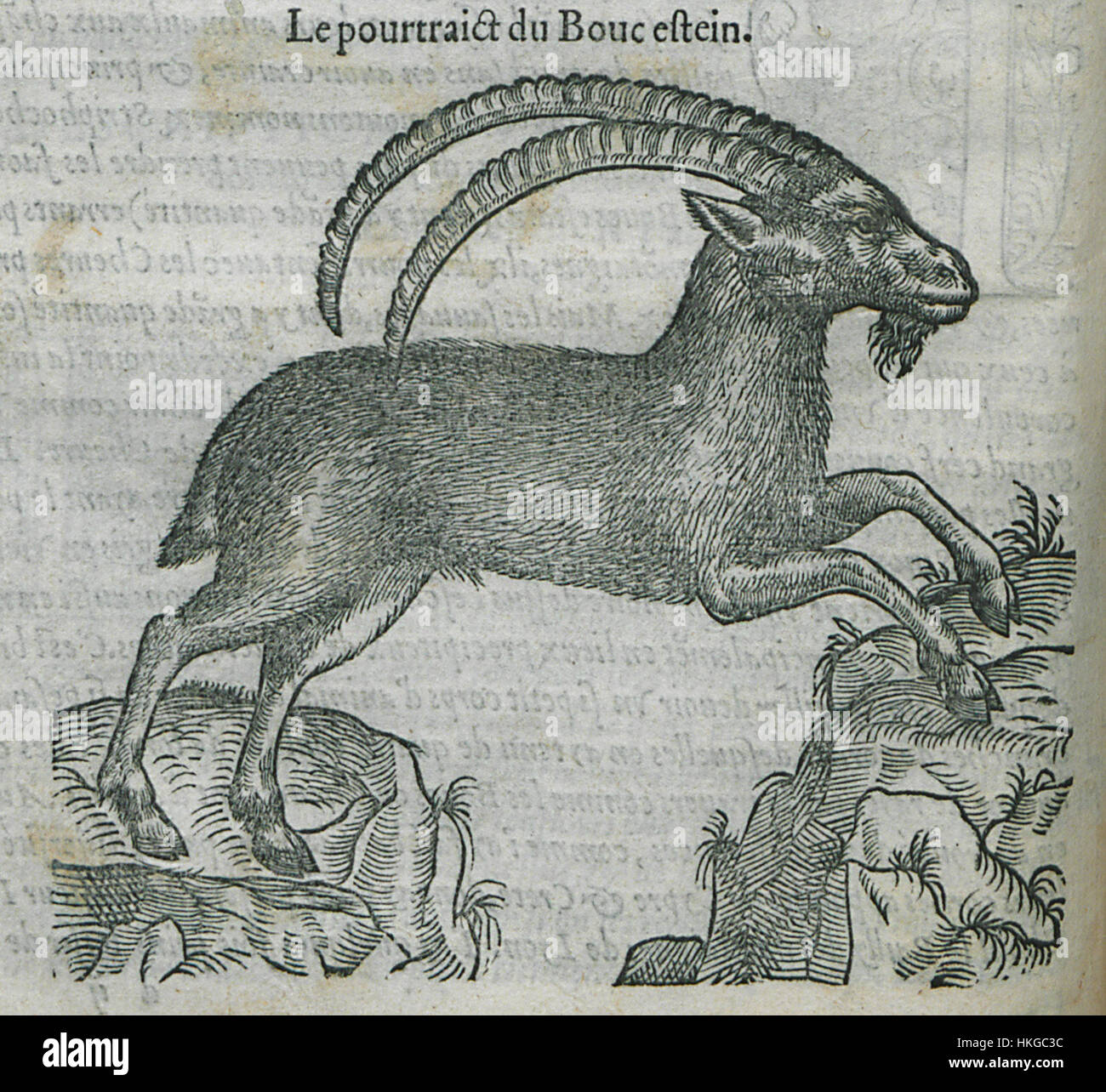 *Le pourtrait du Bouc* by Pierre Belon, painted in 1554, is a work of ...