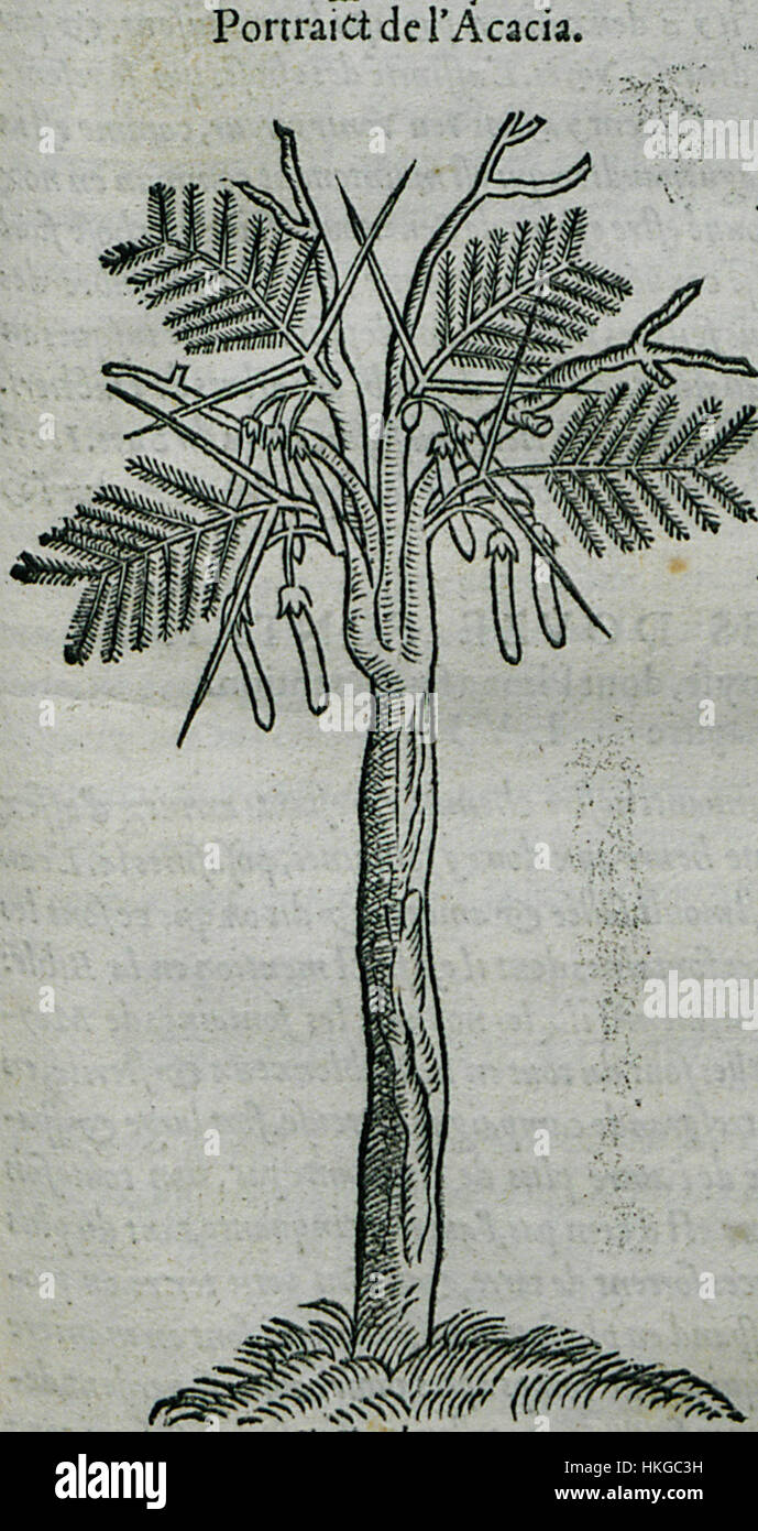This portrait, 'Portrait de l'Acacia' by Pierre Belon, from 1554 ...