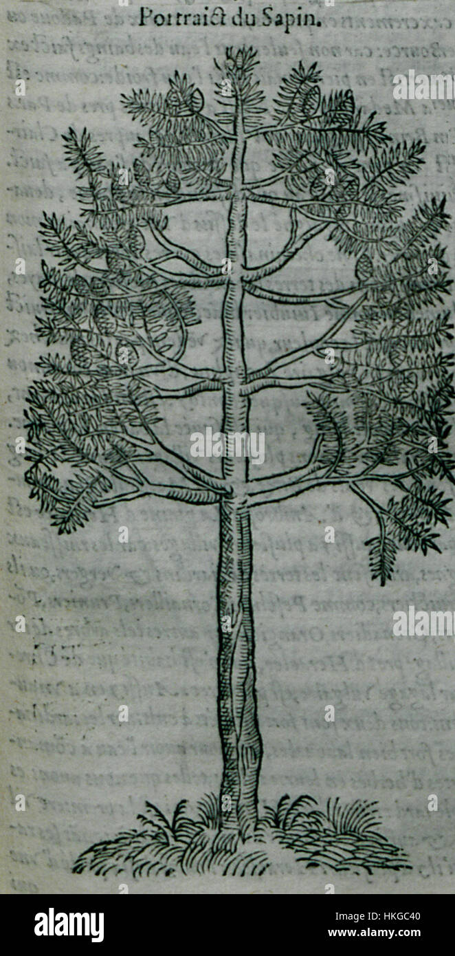 This 1554 portrait, attributed to Pierre Belon, depicts the naturalist ...