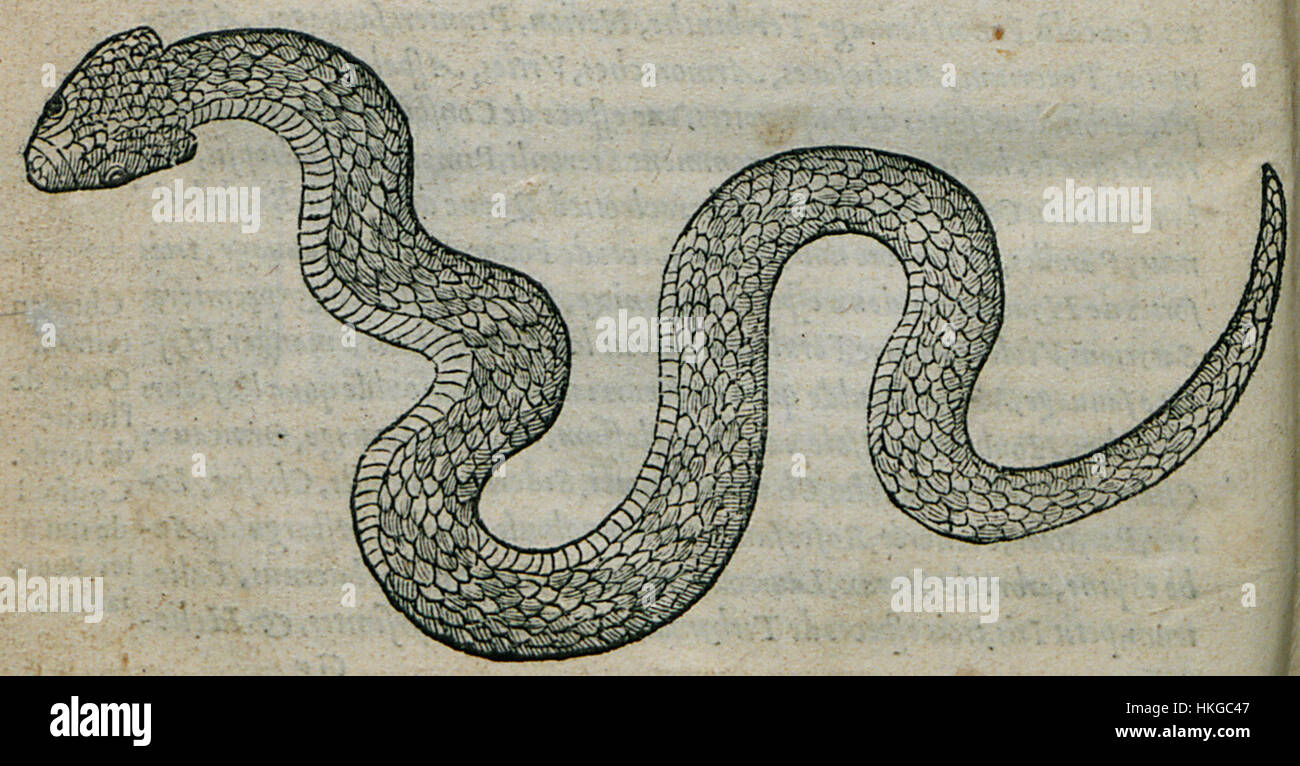 This 1554 illustration by Pierre Belon depicts a snake from the ...