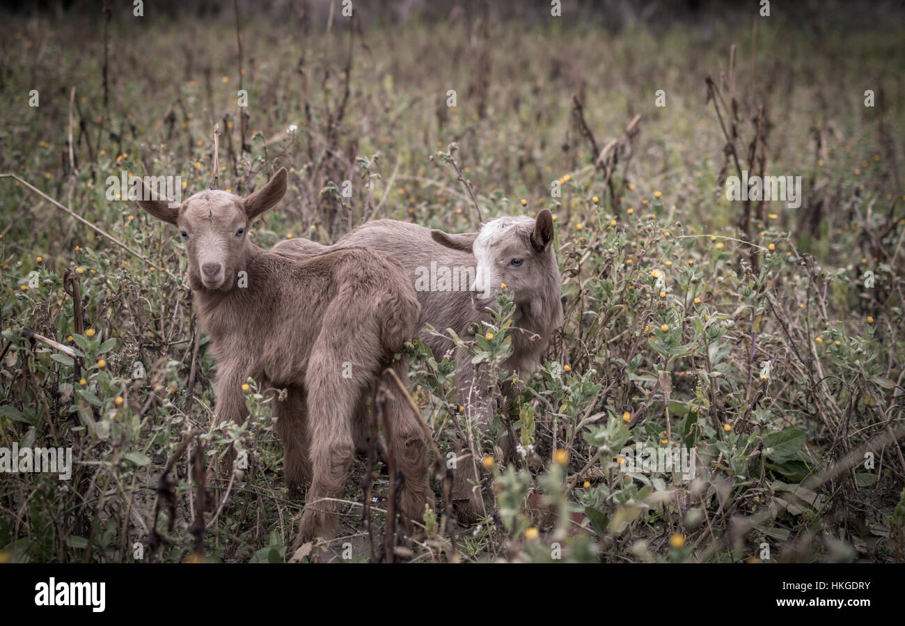 New kids on the block.Two days old baby goats Stock Photo - Alamy