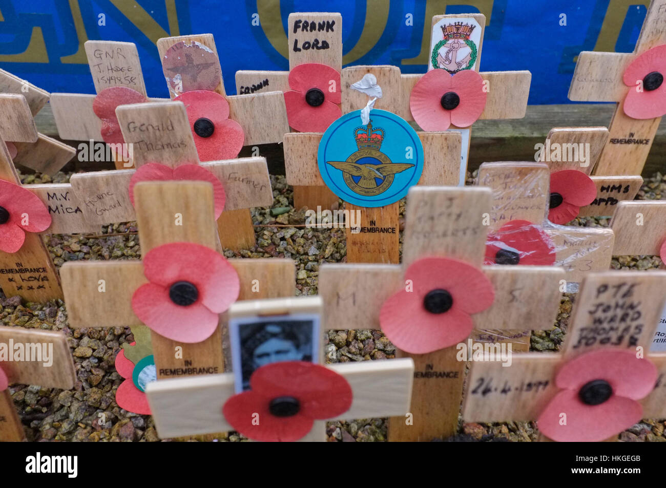 Remembrance day poppies Stock Photo - Alamy