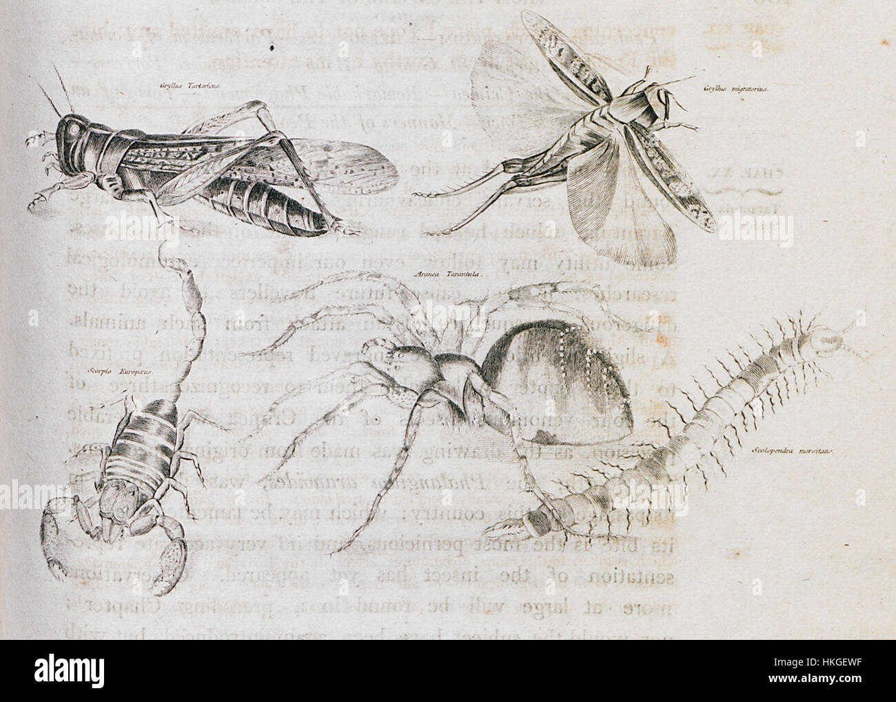 This illustration by Edward Daniel Clarke from 1810 showcases various ...