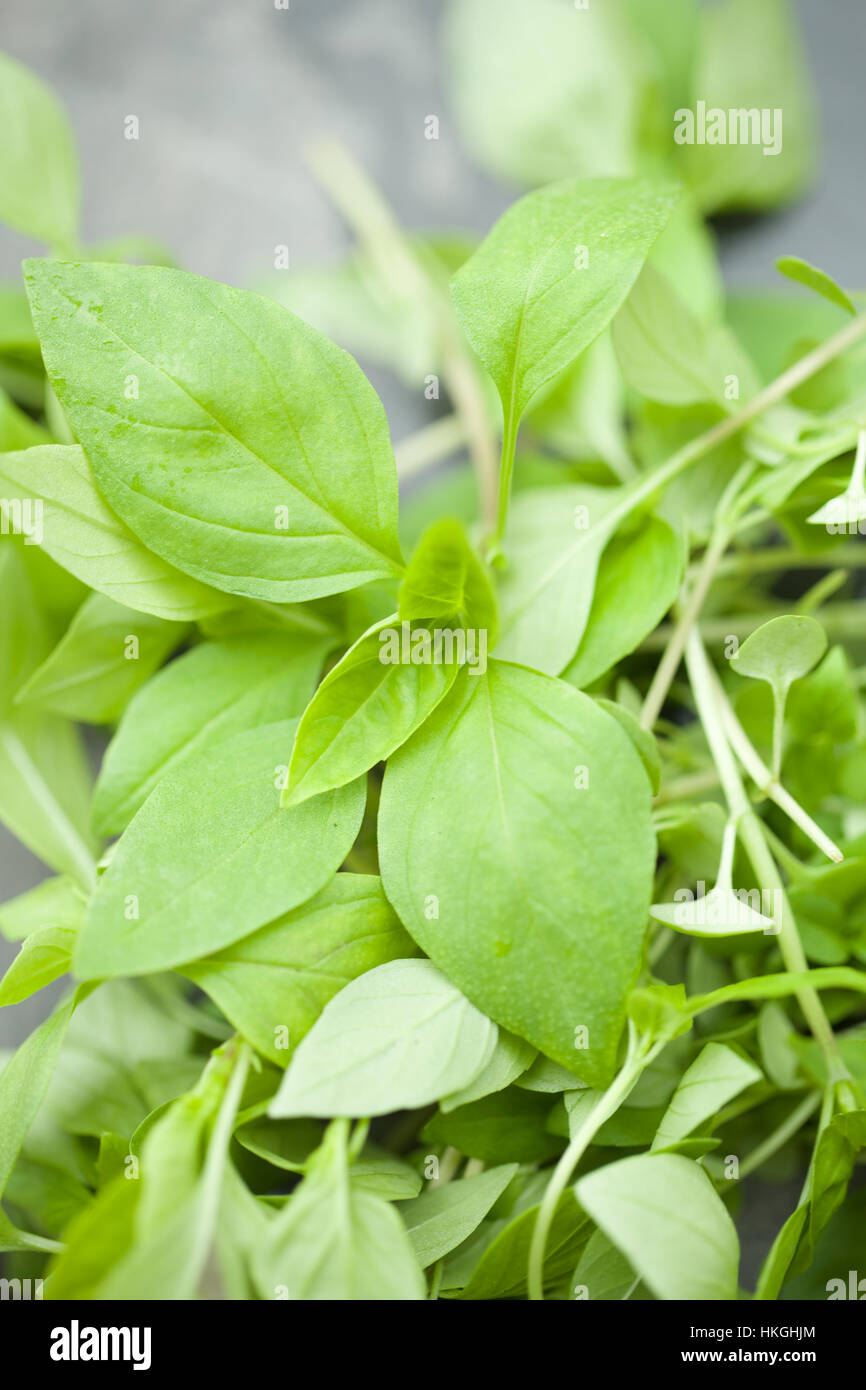 Green basil leaves hi-res stock photography and images - Alamy
