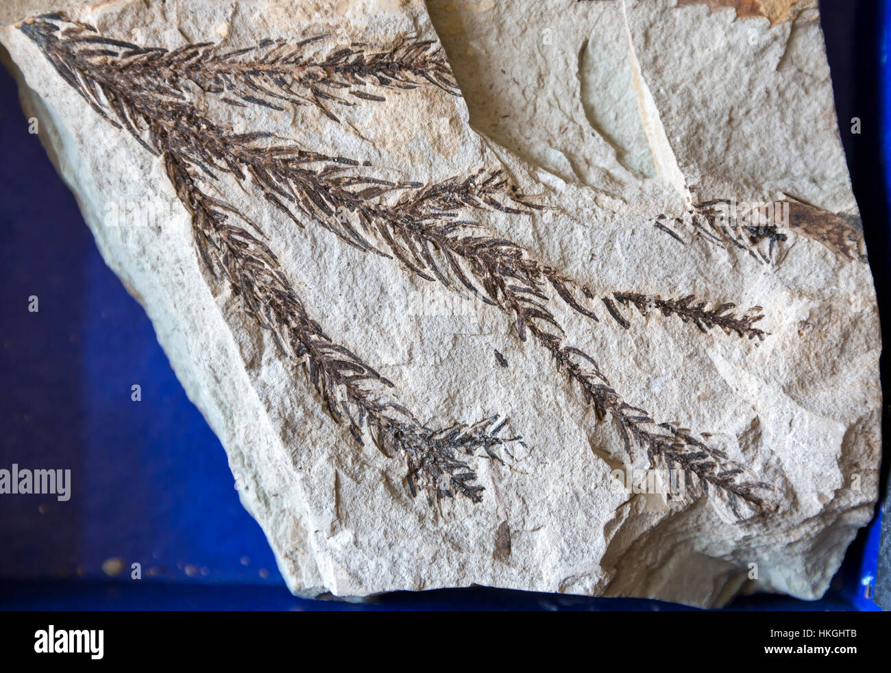 Fossil leaf in stone. Fossil record of dead old plants. Paleontological ...