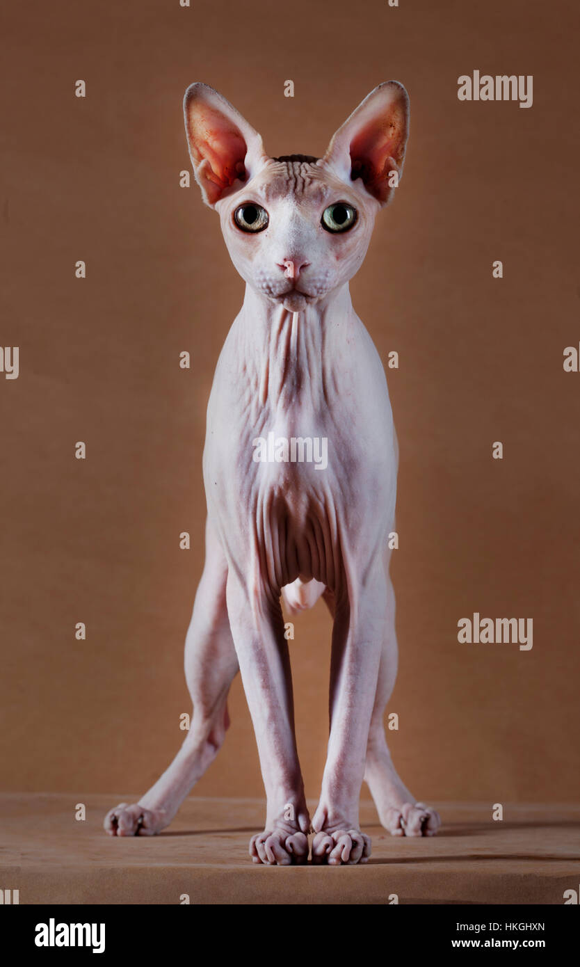 Hairless Cat portrait in studio Stock Photo - Alamy