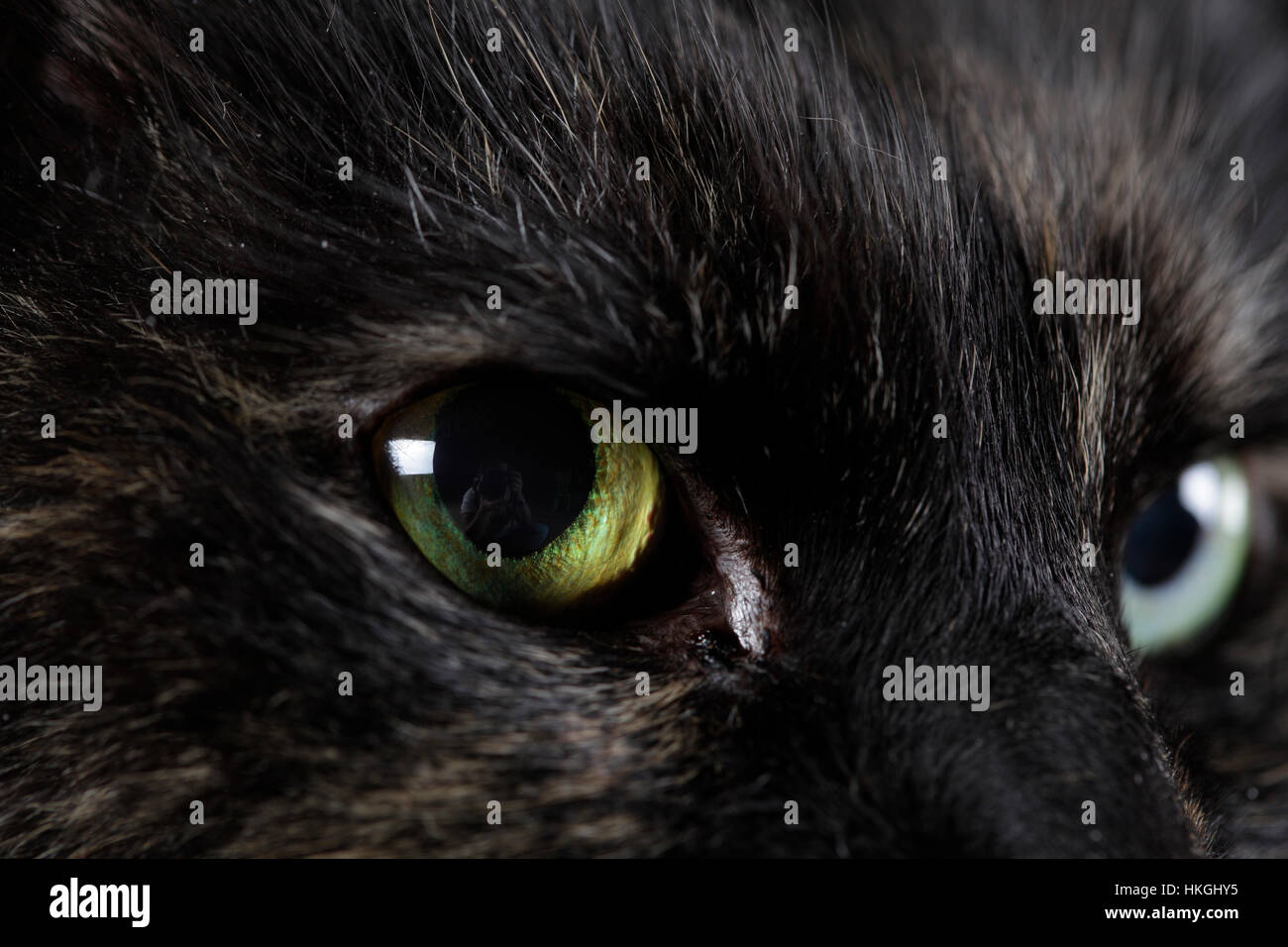 Black Cat portrait in studio Stock Photo - Alamy