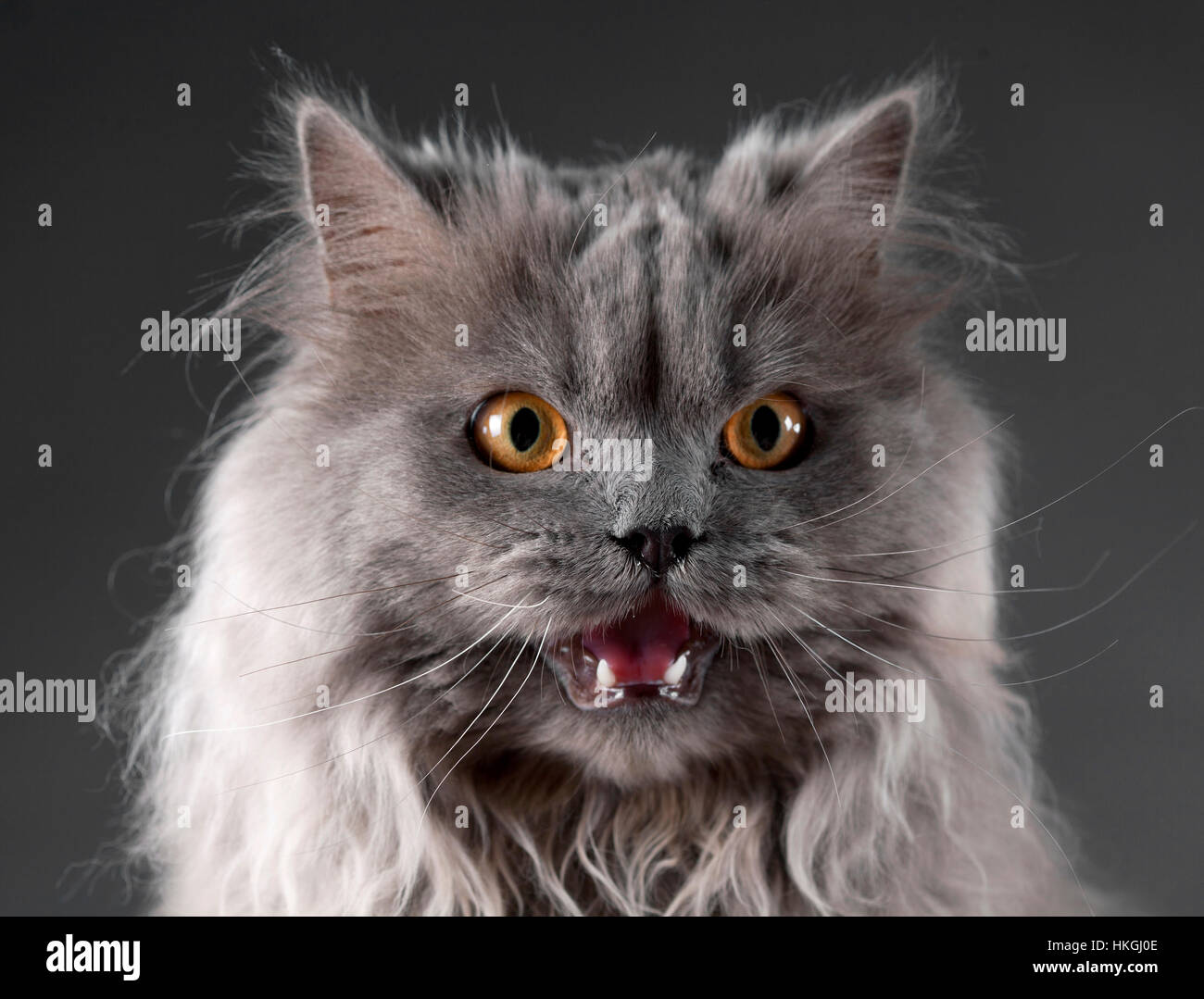 Cat portrait in studio Stock Photo - Alamy