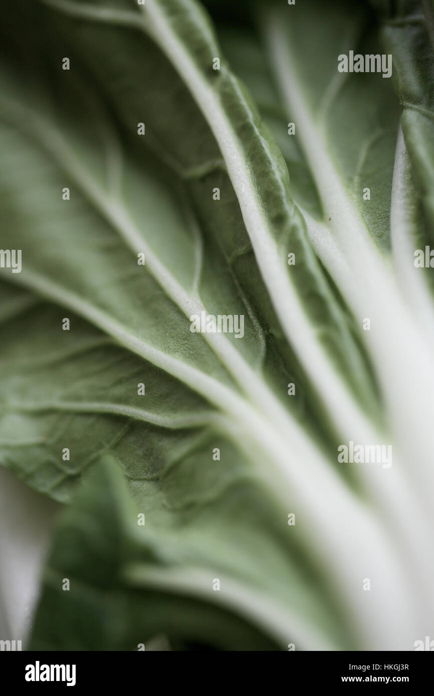 Cabbage leaf hi-res stock photography and images - Alamy