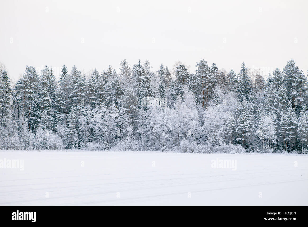 Frosted pine trees along field Stock Photo - Alamy