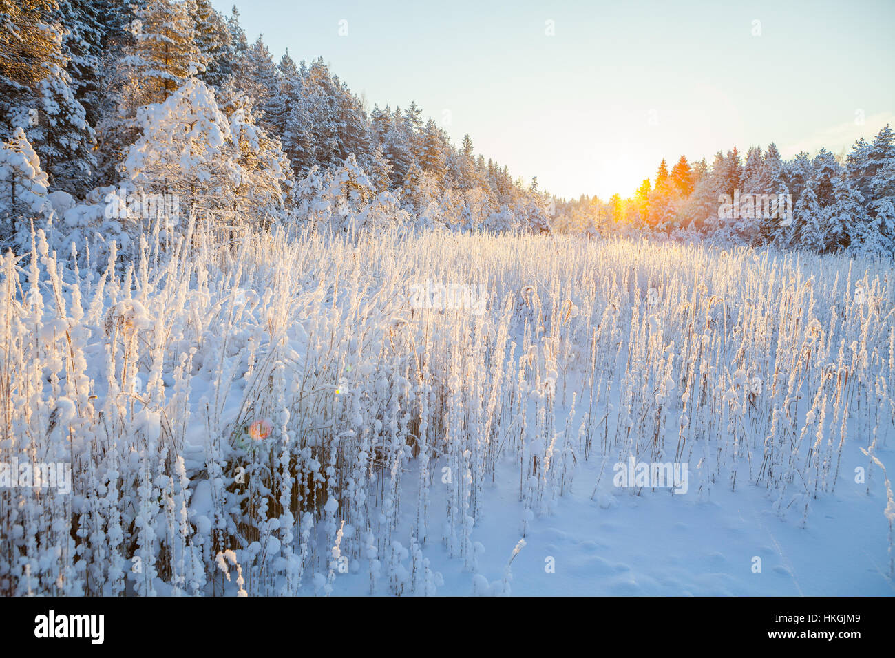 The frozen reed on the edge of the forest and river in the rays of the ...