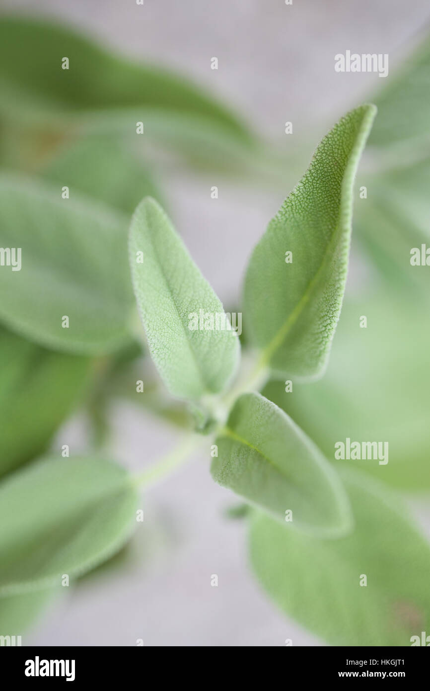 Sage green pattern hi-res stock photography and images - Alamy