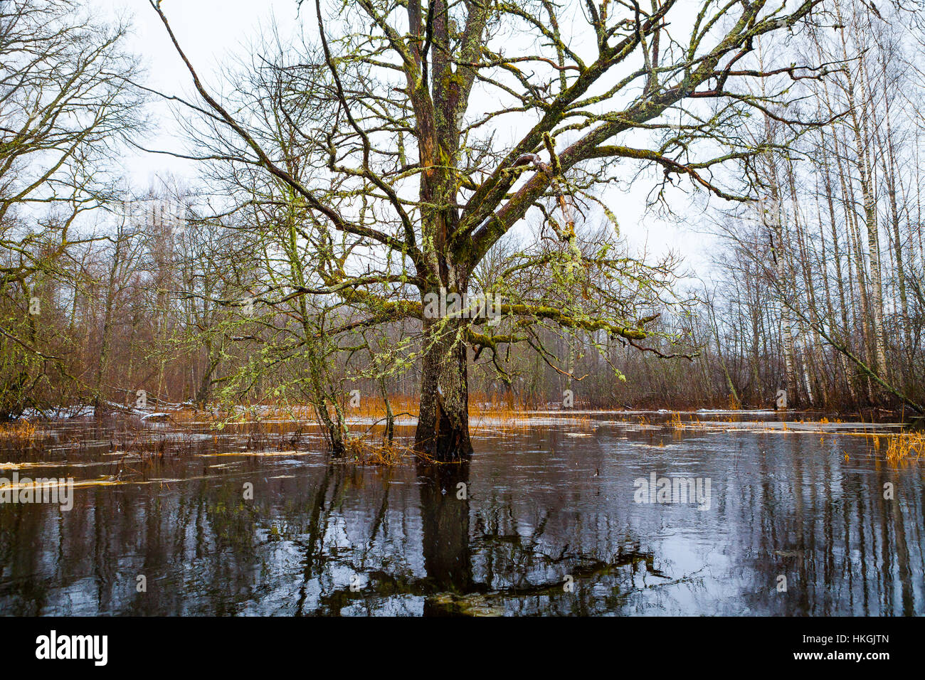 Big tree in water, spring flood of river Stock Photo - Alamy