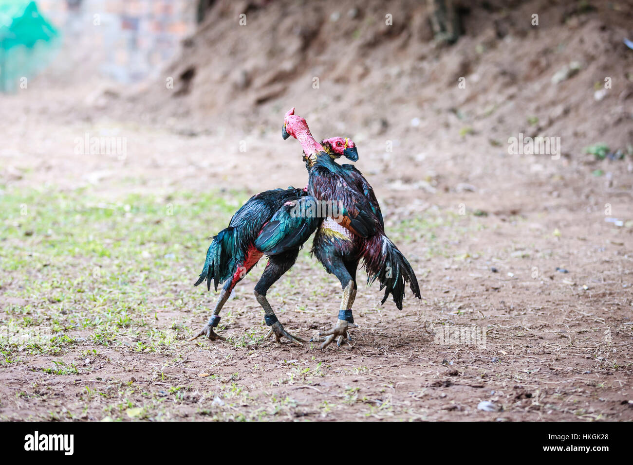 Beautiful asian rooster trained for cockfighting Stock Photo - Alamy