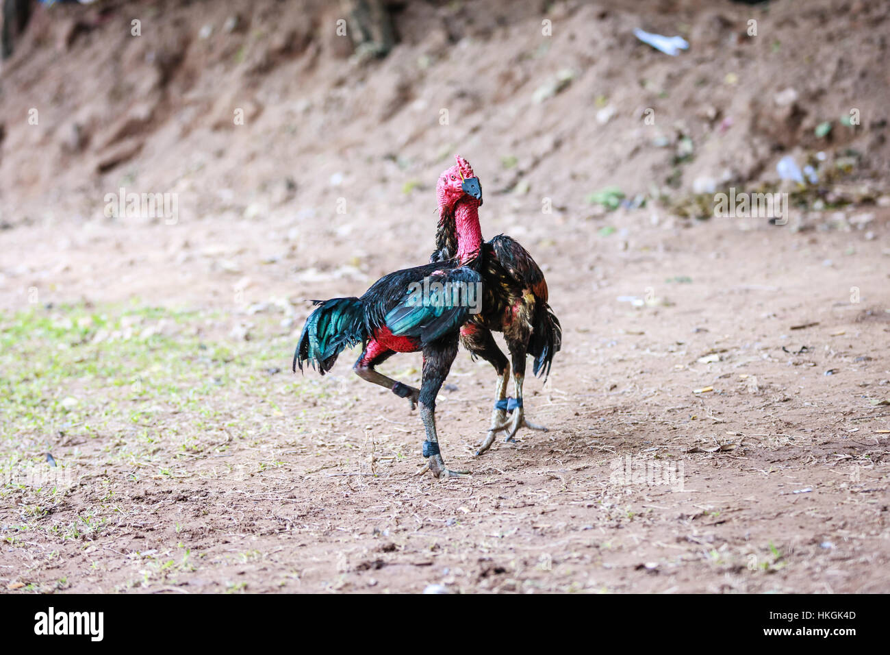 Beautiful asian rooster trained for cockfighting Stock Photo - Alamy