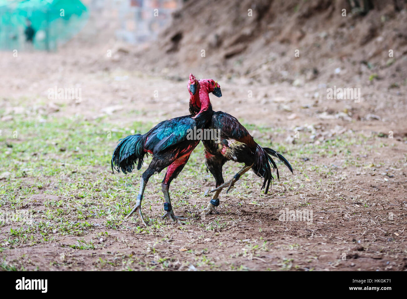 Beautiful asian rooster trained for cockfighting Stock Photo - Alamy