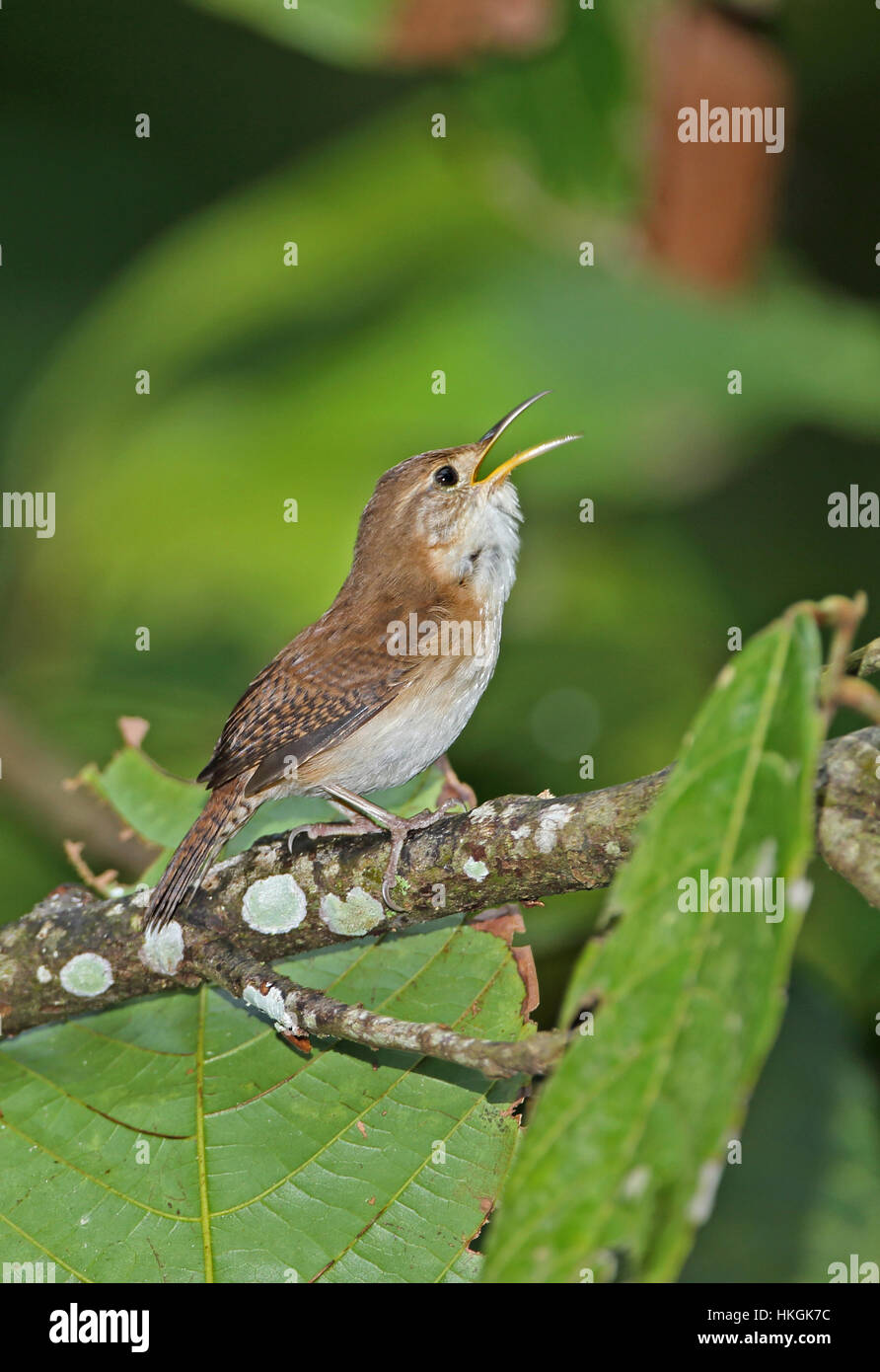 Indian wren bird High Resolution Stock Photography and Images - Alamy