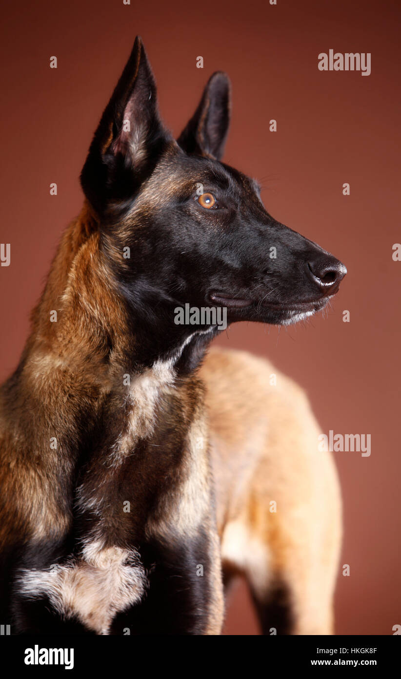 Belgian malinois dog portrait in studio with brown background Stock ...