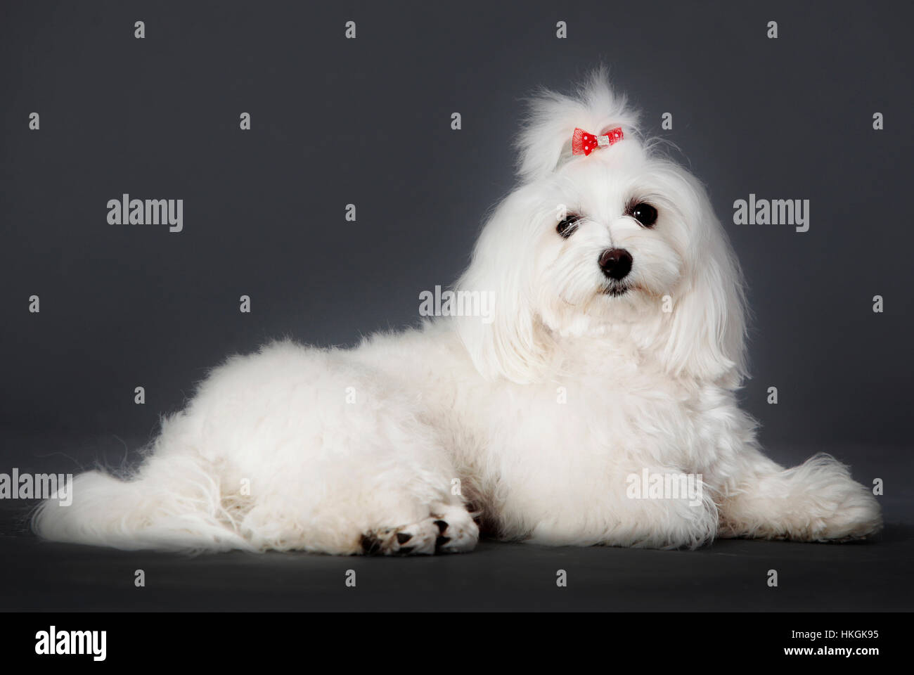 Maltese bug hi-res stock photography and images - Alamy